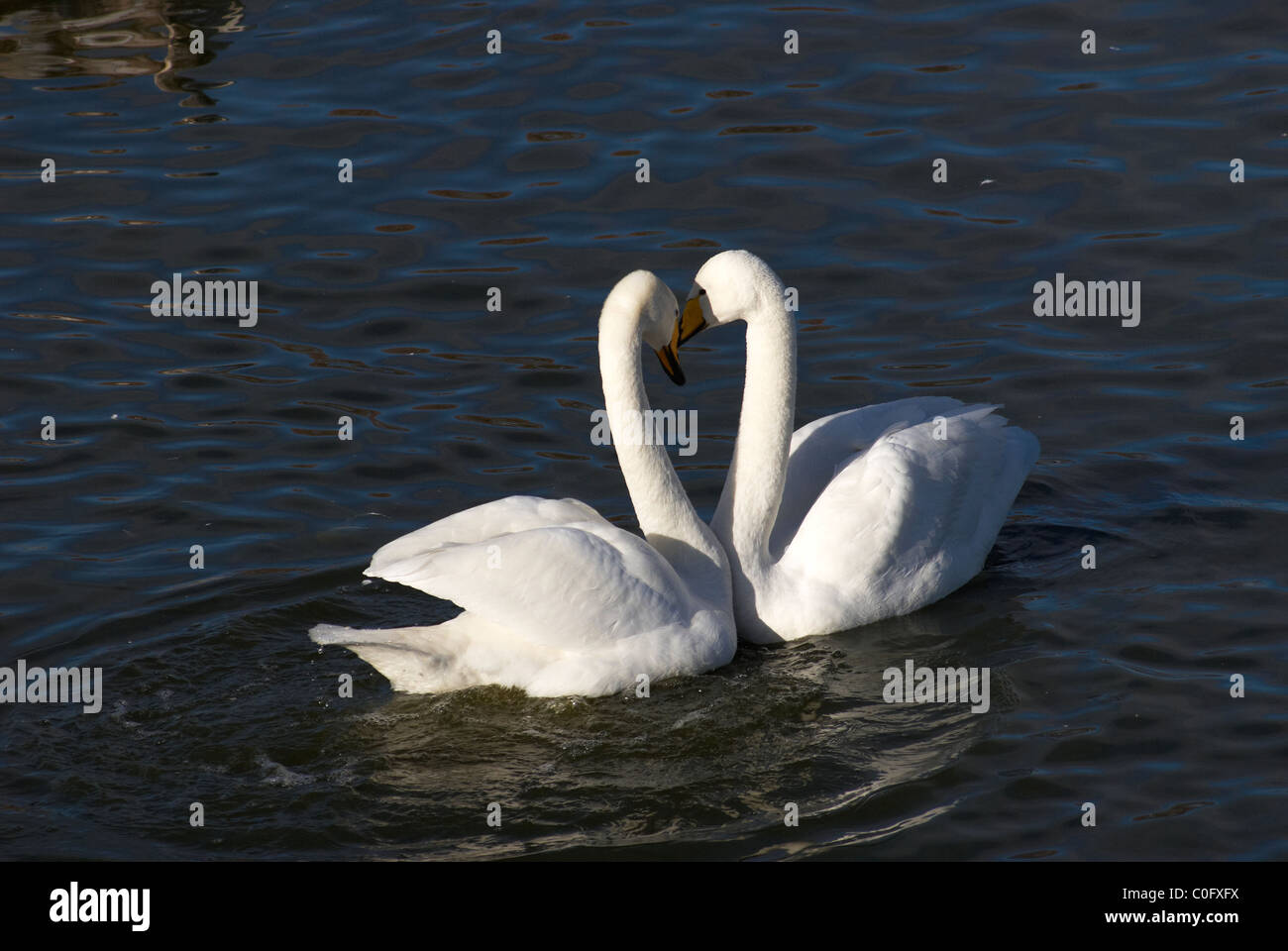 Whhoper hi-res stock photography and images - Alamy