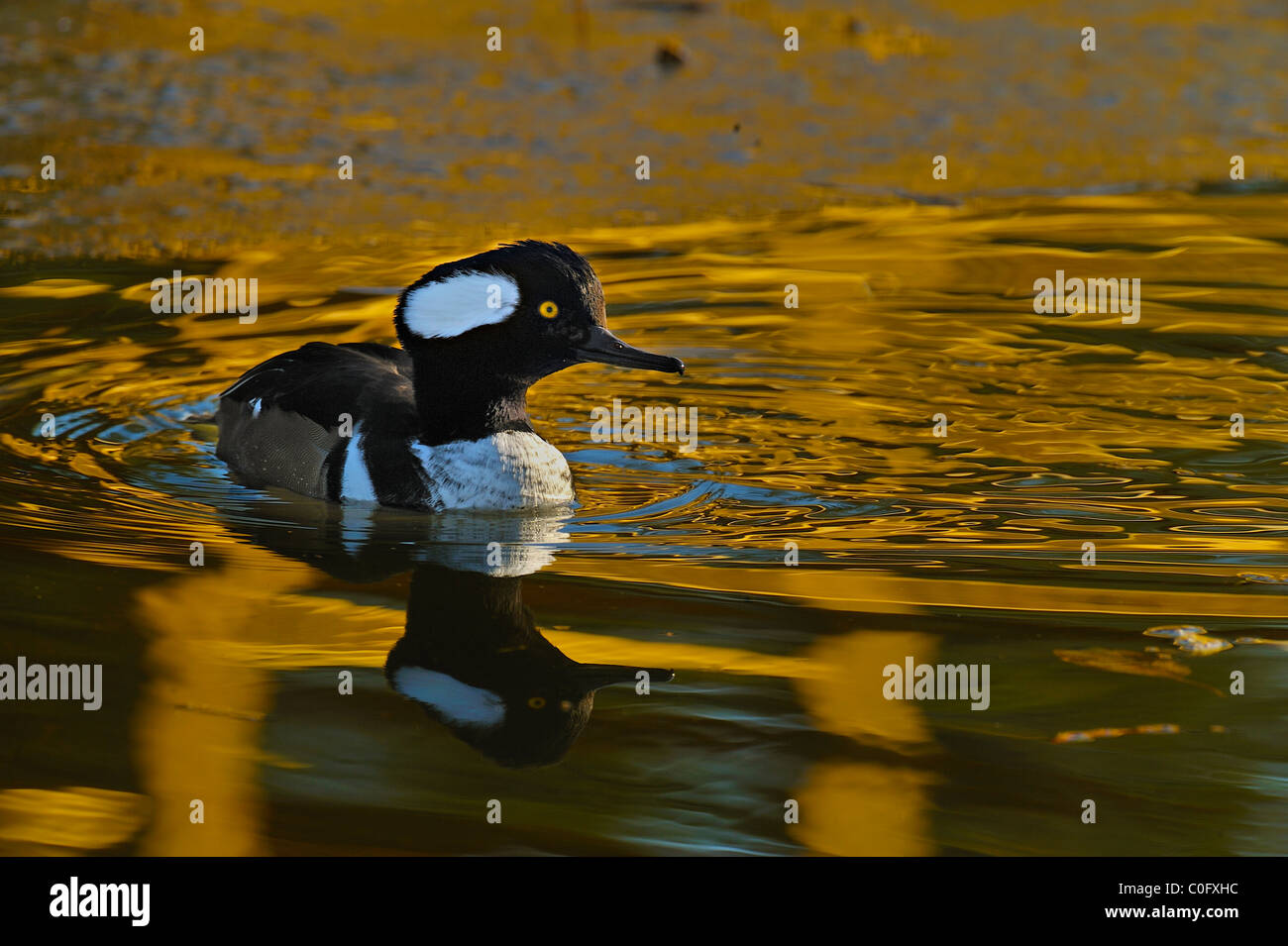 A 3/4 view of a Hooded Meganser duck swimming in a warm colored pond of ...