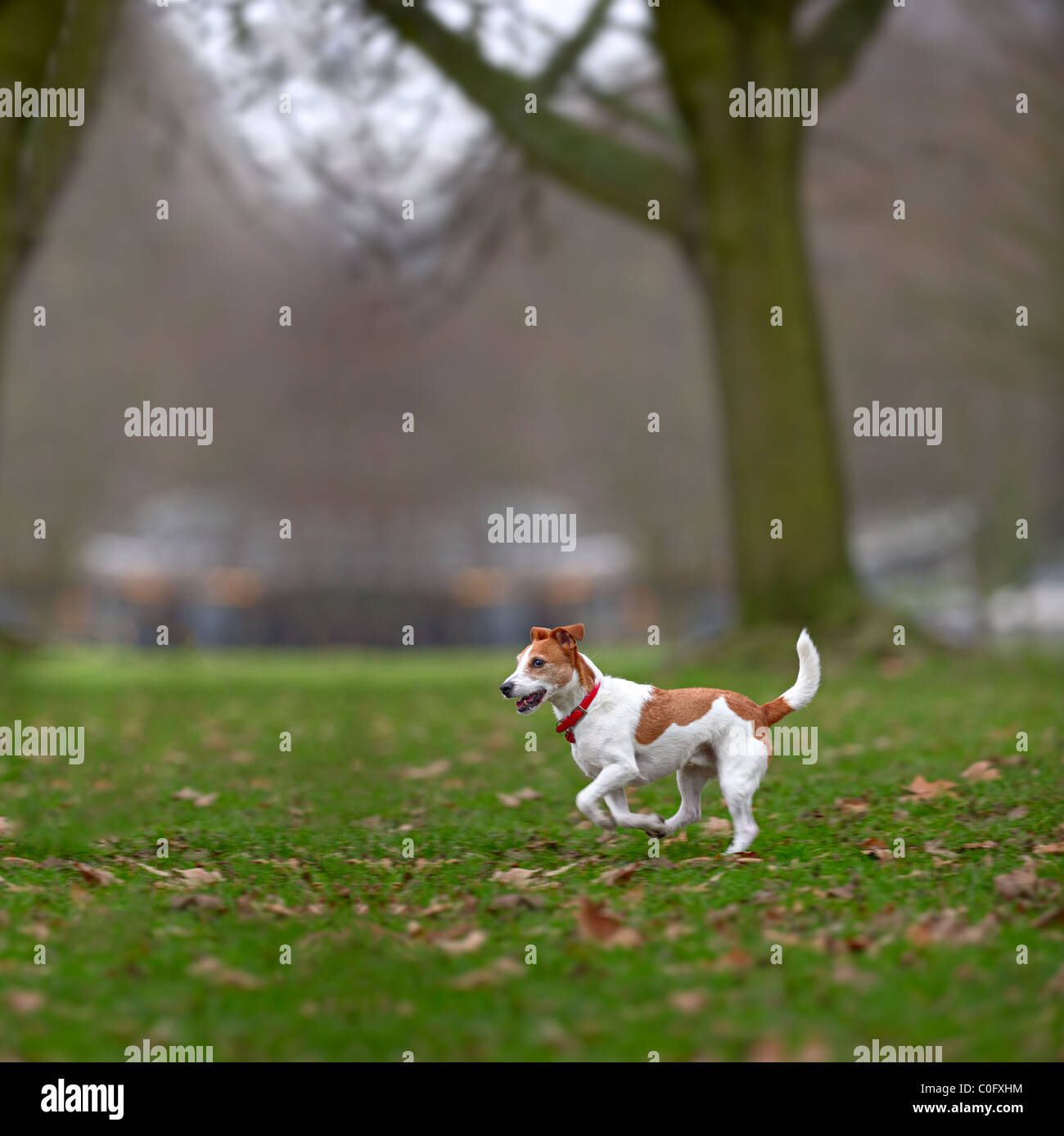 Parson Jack Russell terrier enjoying a run in the park Stock Photo - Alamy
