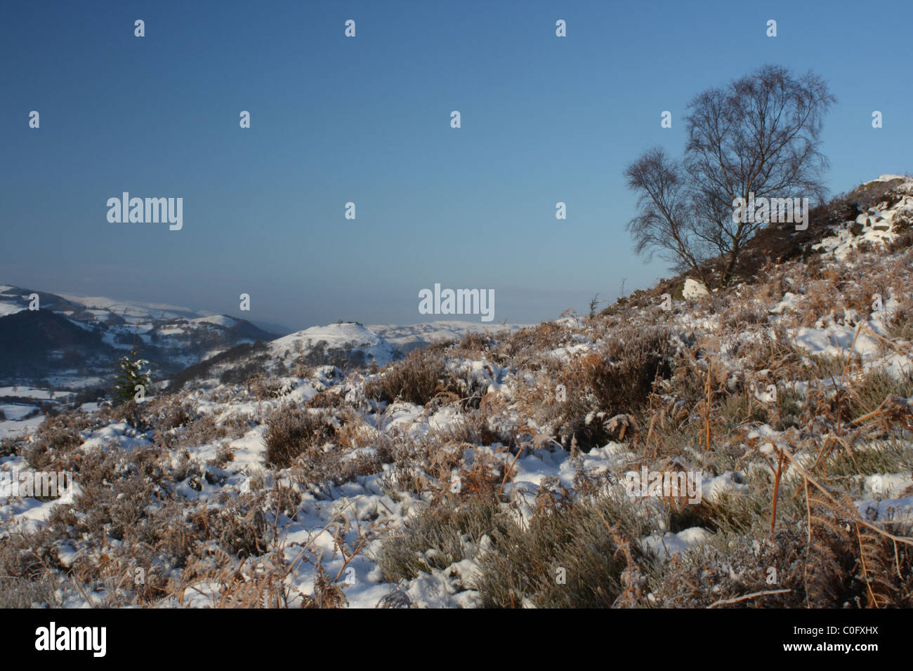 Lone tree and snow on Panorama Llangollen with view of Dinas Bran ...