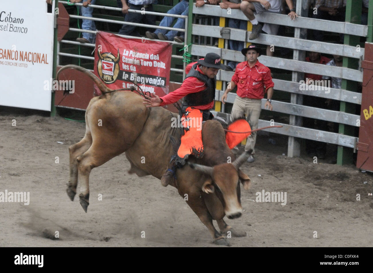 Bullriding hi-res stock photography and images - Alamy