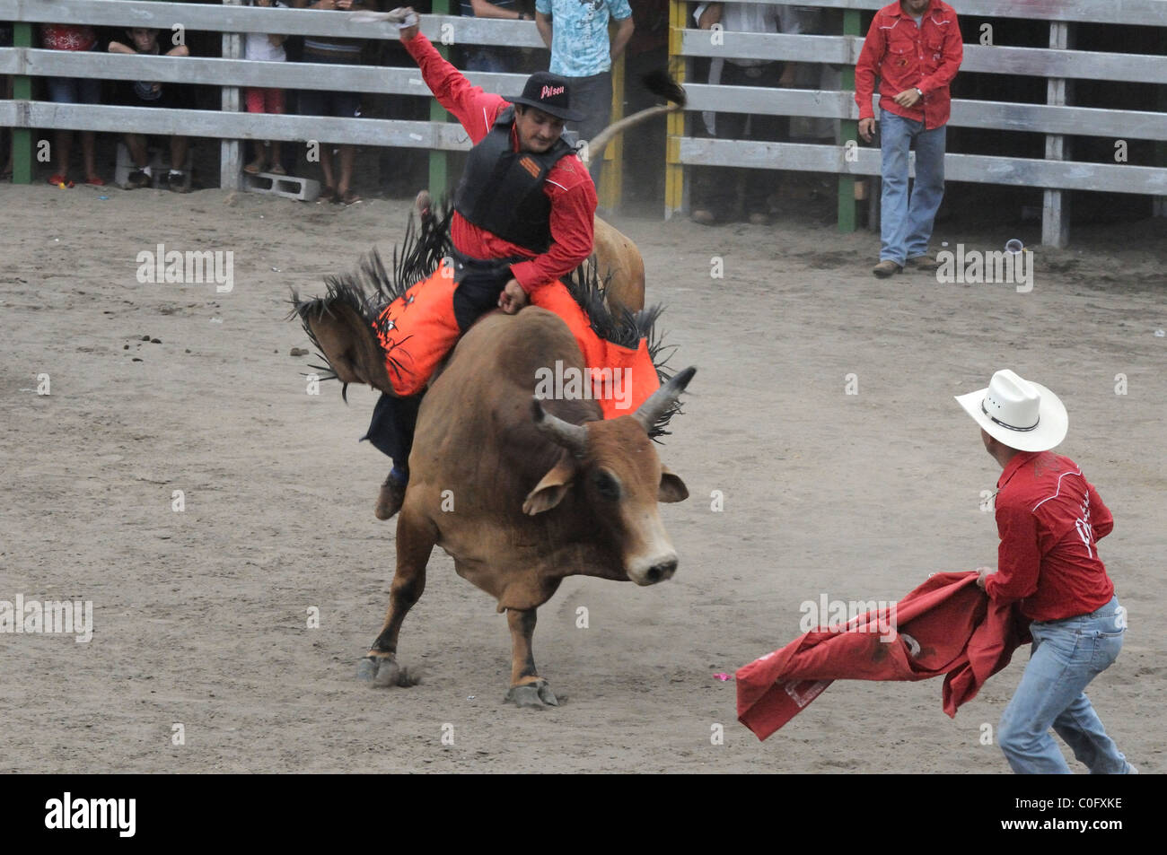 Local rodeo for brave men and bullriding, Cobano Costa Rica Stock Photo ...