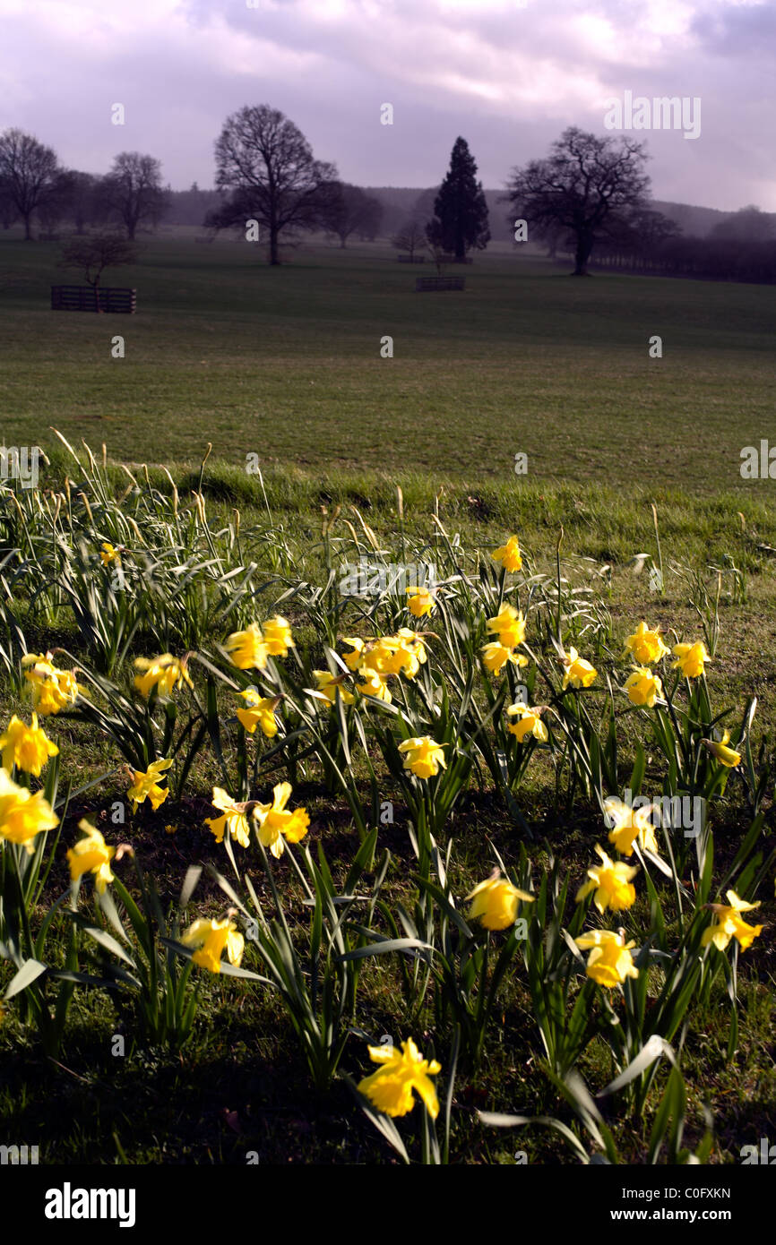 Glamis Castle park in springtime - Angus - Scotland - UK Stock Photo ...