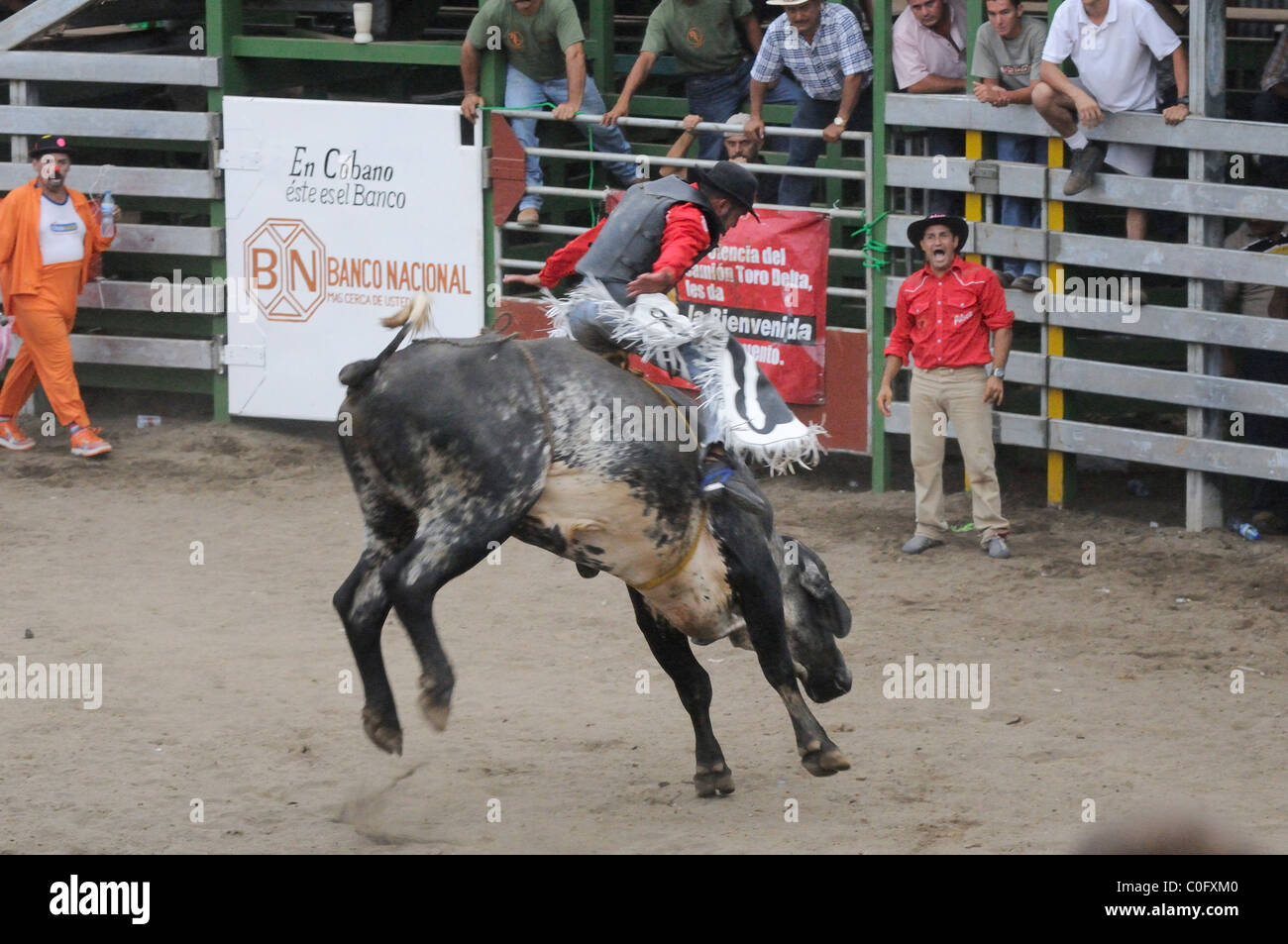 Bullriding hi-res stock photography and images - Alamy