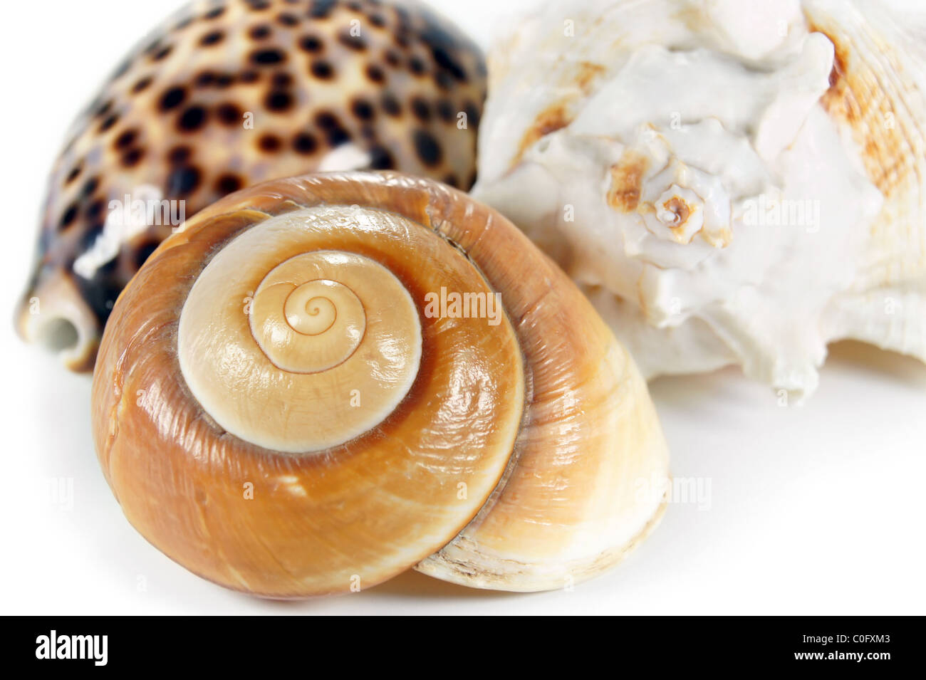 Three exotic sea shells Stock Photo - Alamy