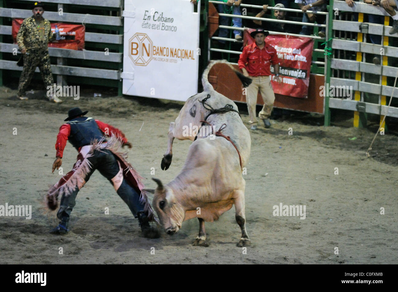 Local rodeo for brave men and bullriding, Cobano Costa Rica Stock Photo ...