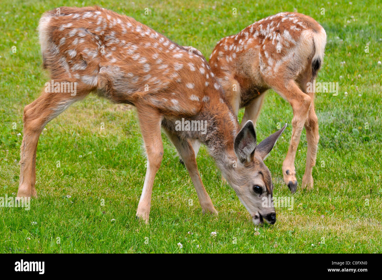 Mule deer with fawn hi-res stock photography and images - Alamy