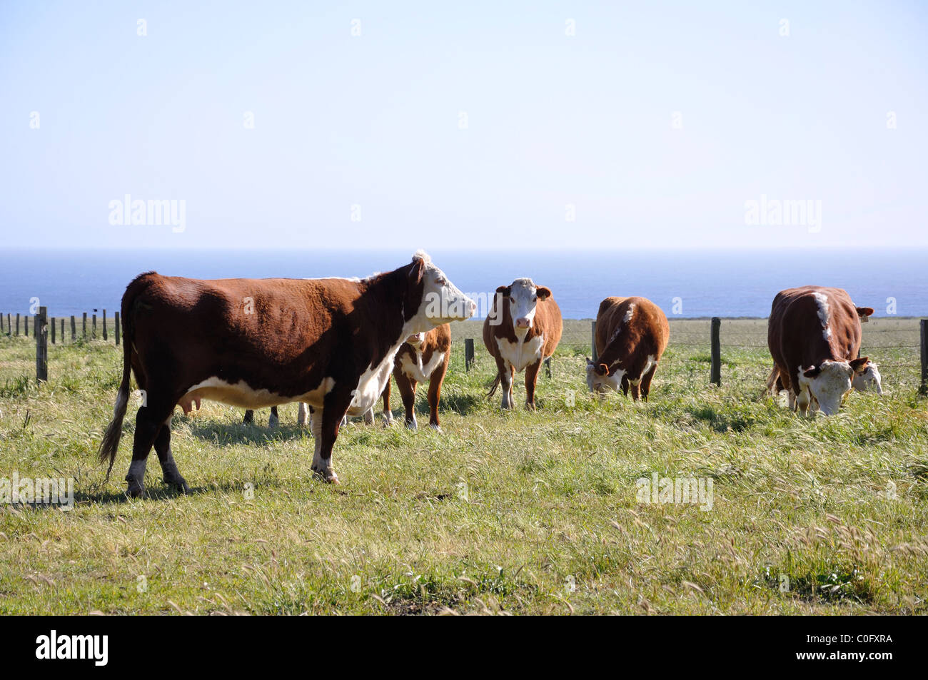 California cows, USA Stock Photo - Alamy