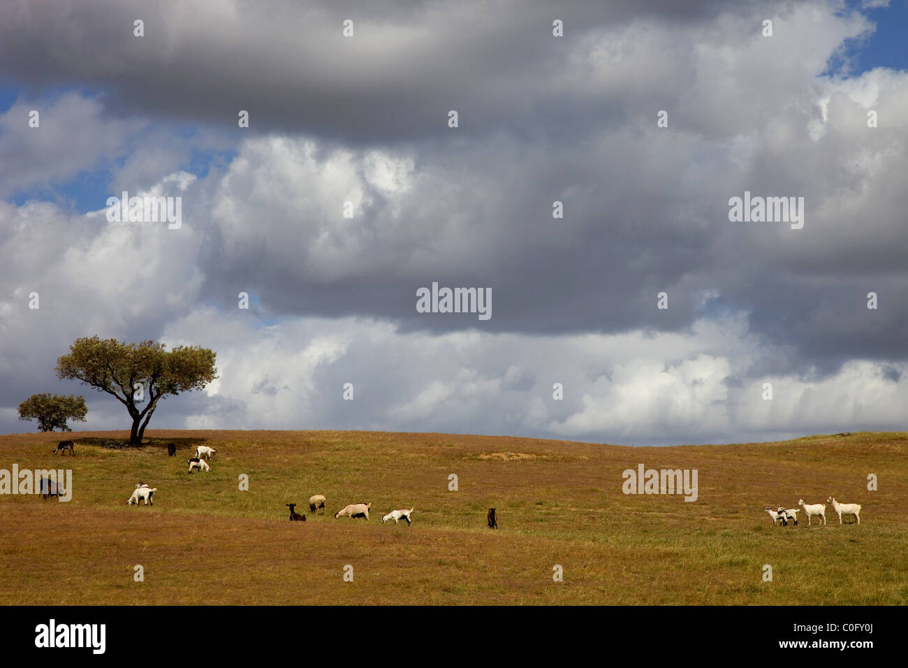 Alentejo farm hi-res stock photography and images - Alamy