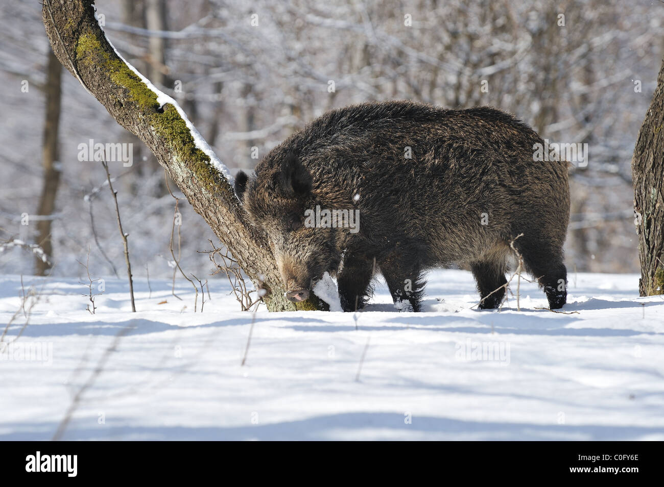 Winter wild boar hi-res stock photography and images - Alamy