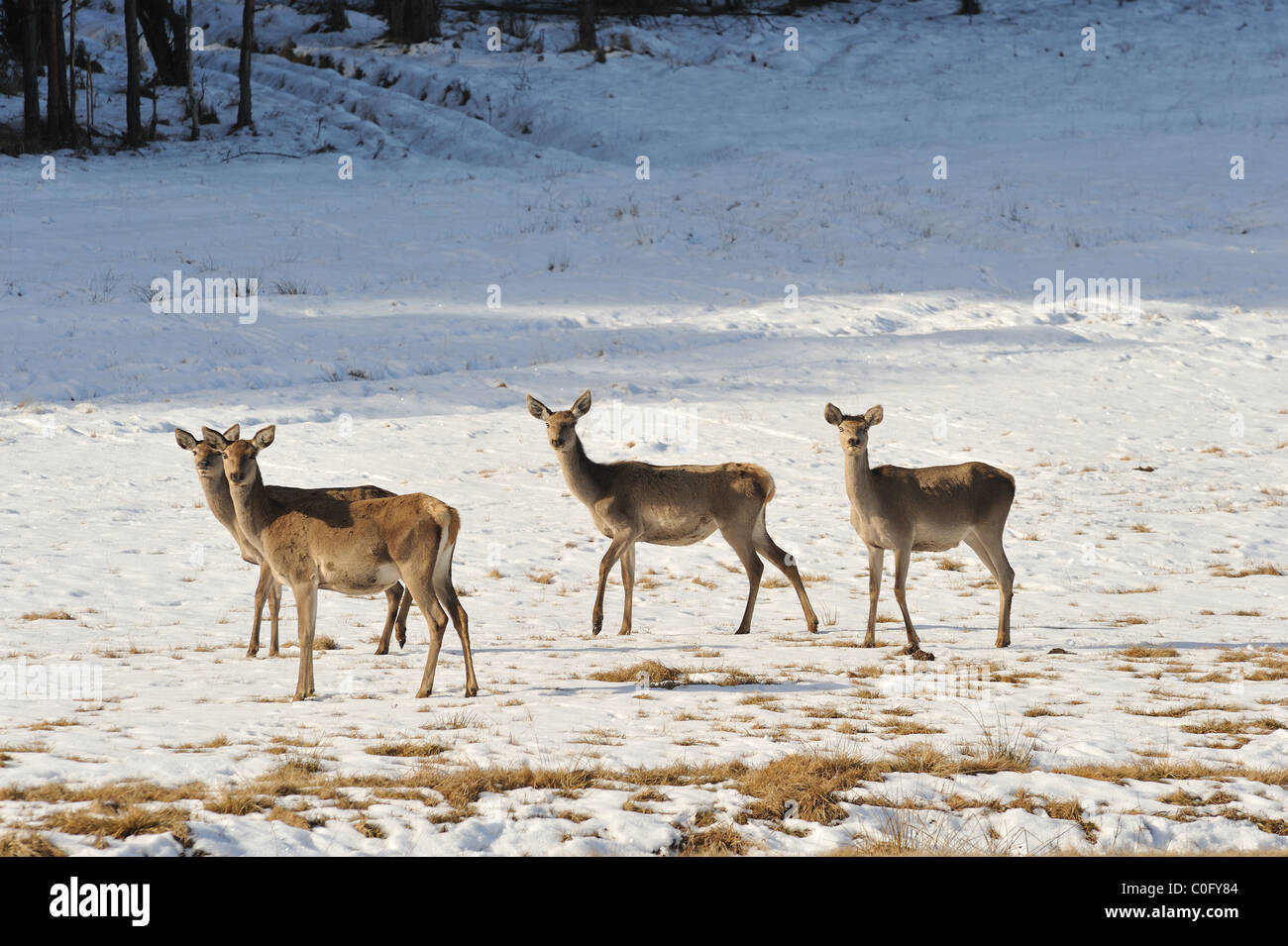 Ruminant nature hind animal hi-res stock photography and images - Alamy