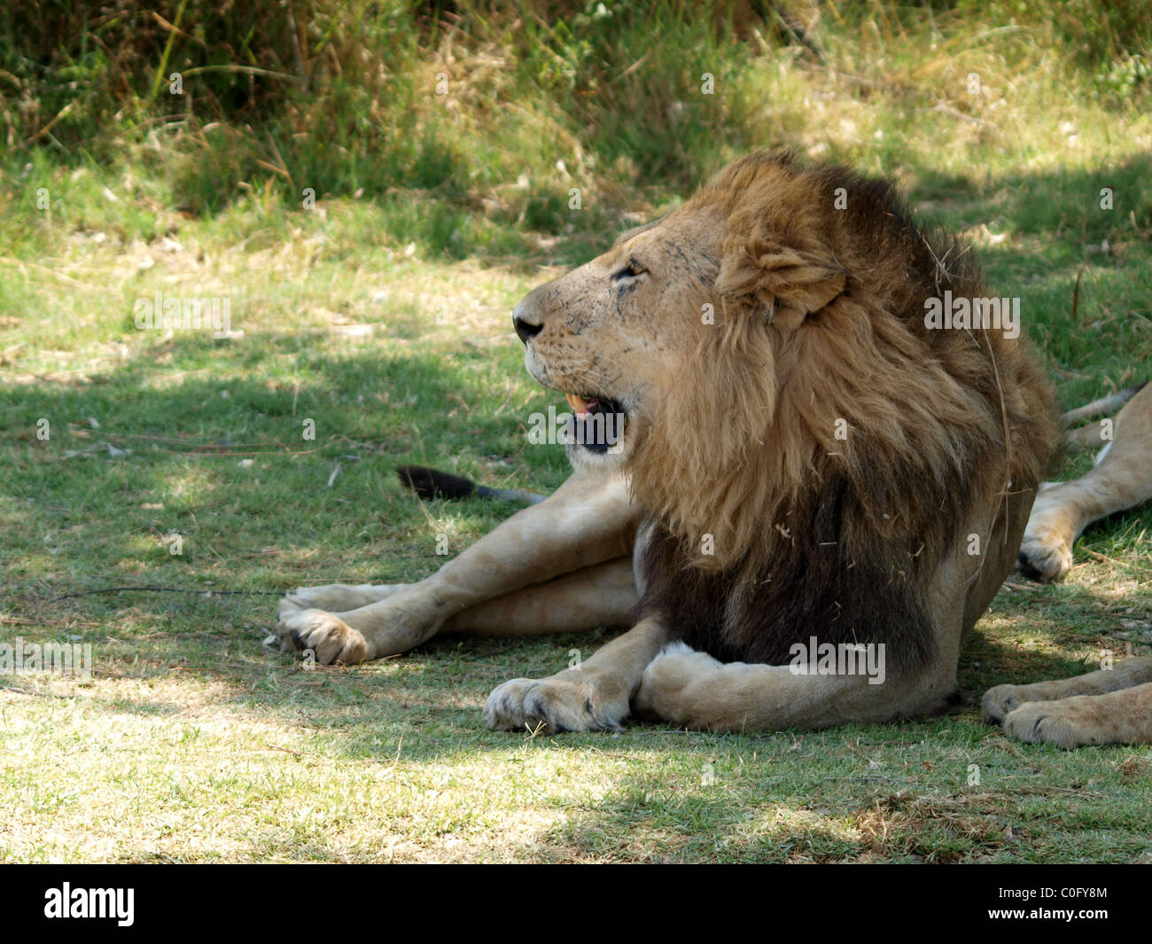 Botswana male okavango africa hi-res stock photography and images - Alamy