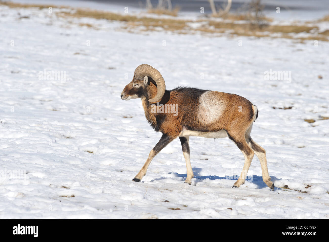 Moufflon hi-res stock photography and images - Alamy