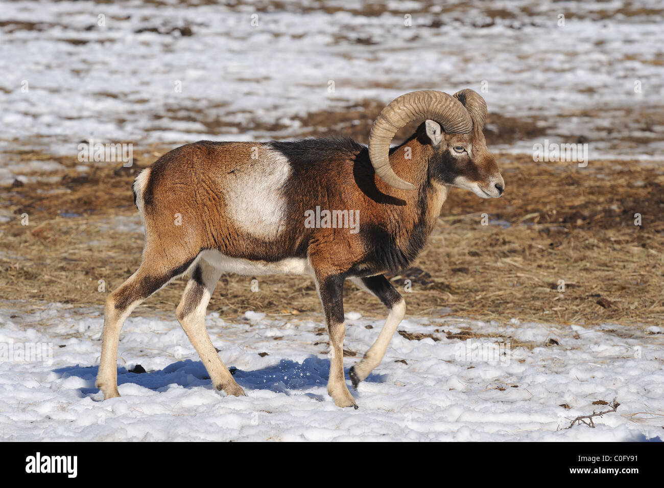 Moufflon hi-res stock photography and images - Alamy