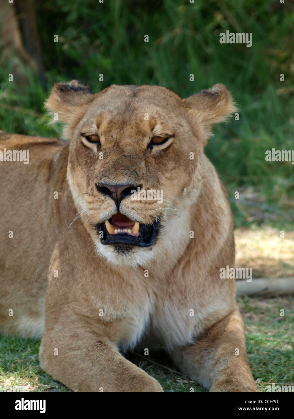 Lioness okavango delta hi-res stock photography and images - Alamy