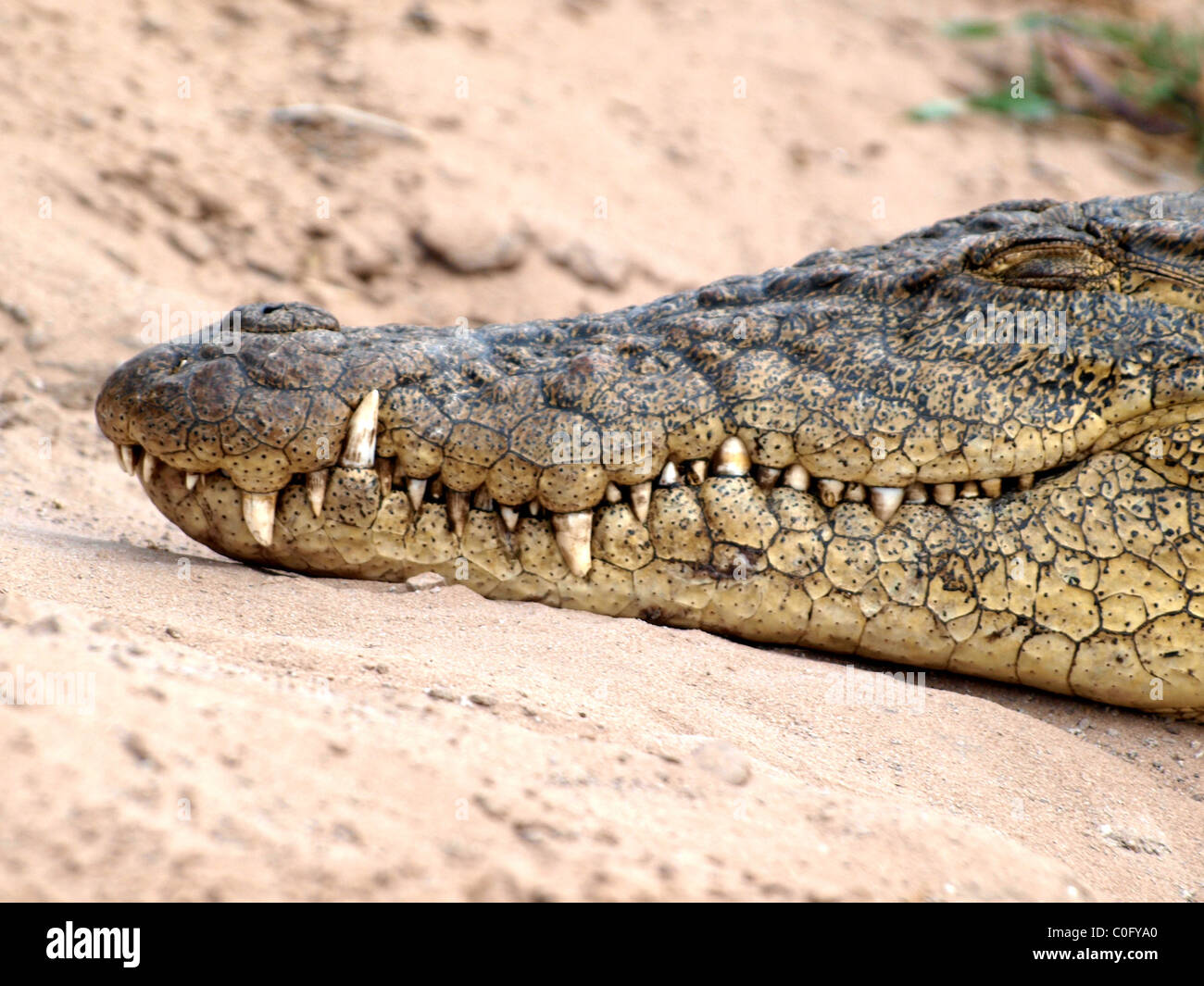 Crocodile head close Stock Photo - Alamy