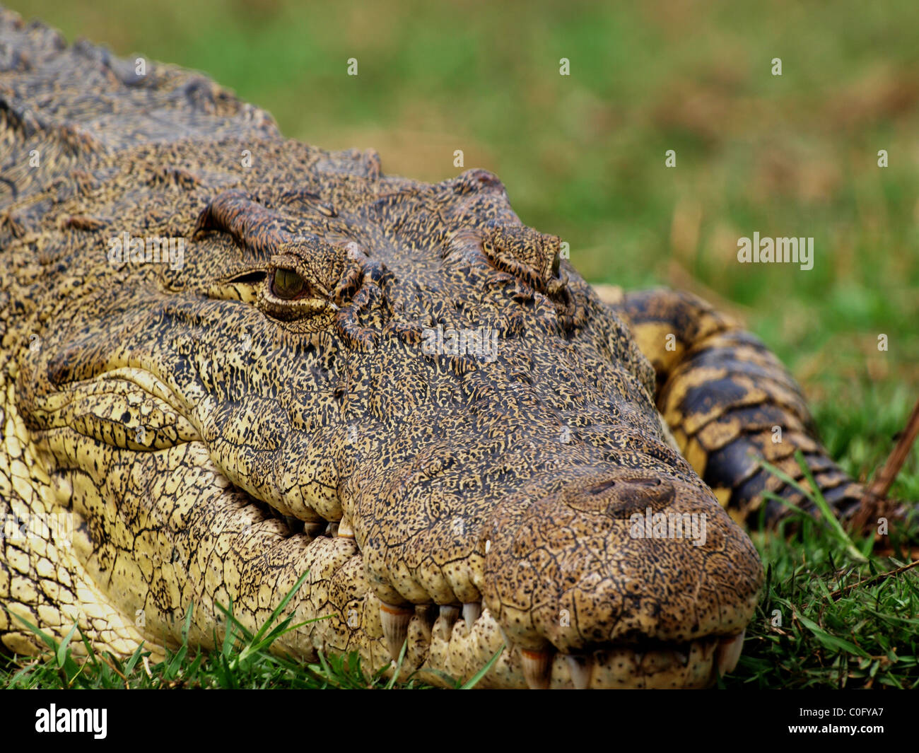 Chobe river crocodile hi-res stock photography and images - Alamy