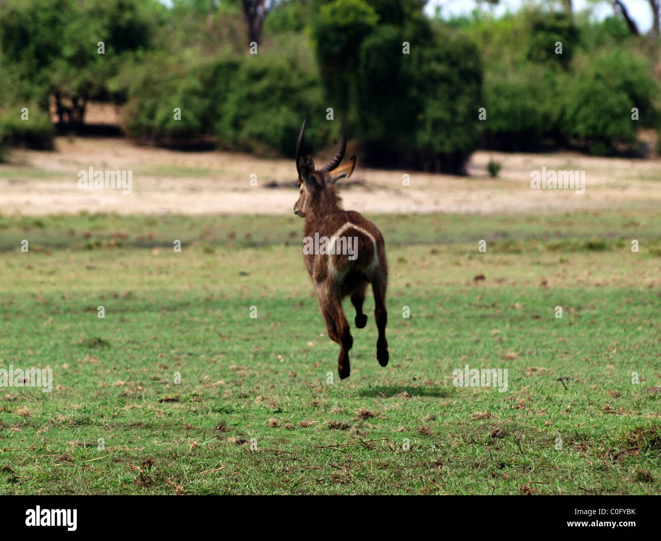 Common waterbuck running Stock Photo - Alamy