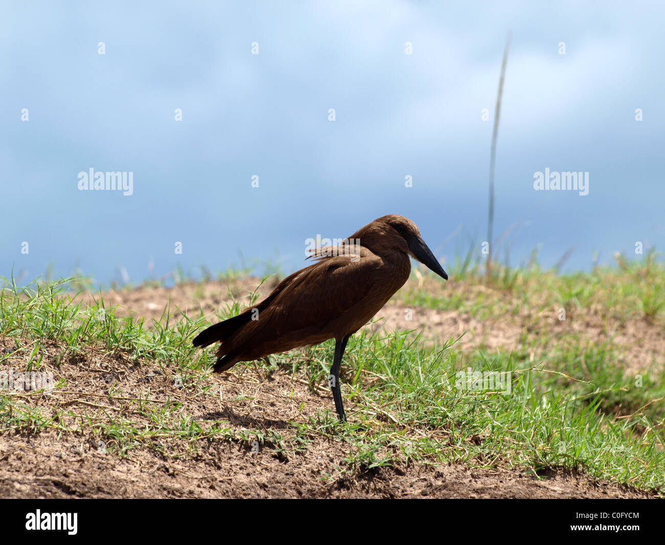 Hamerkop hi-res stock photography and images - Alamy