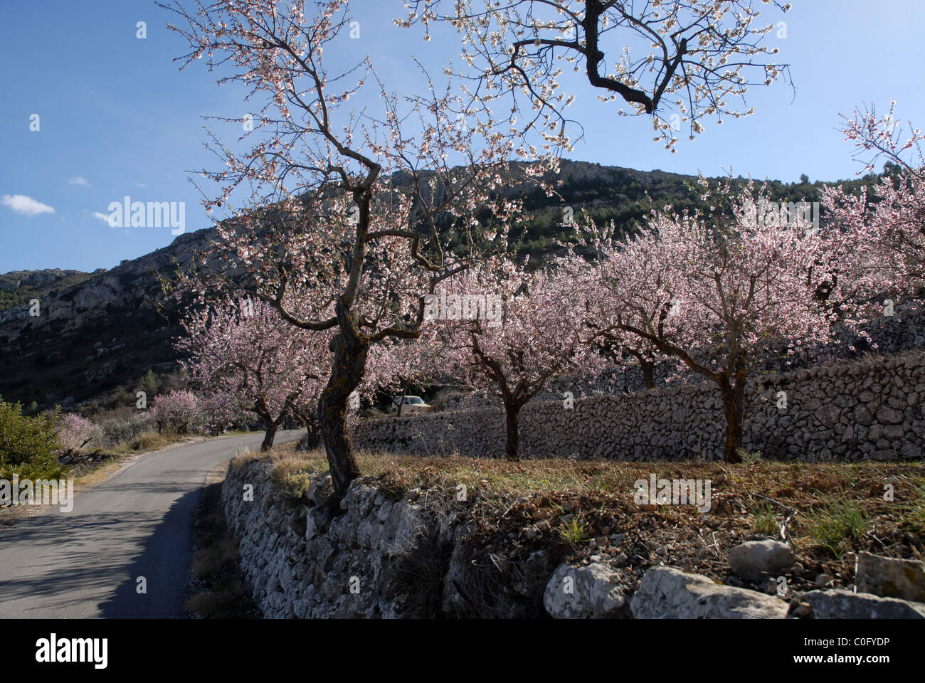 Road almond blossom benimaurell hi-res stock photography and images - Alamy
