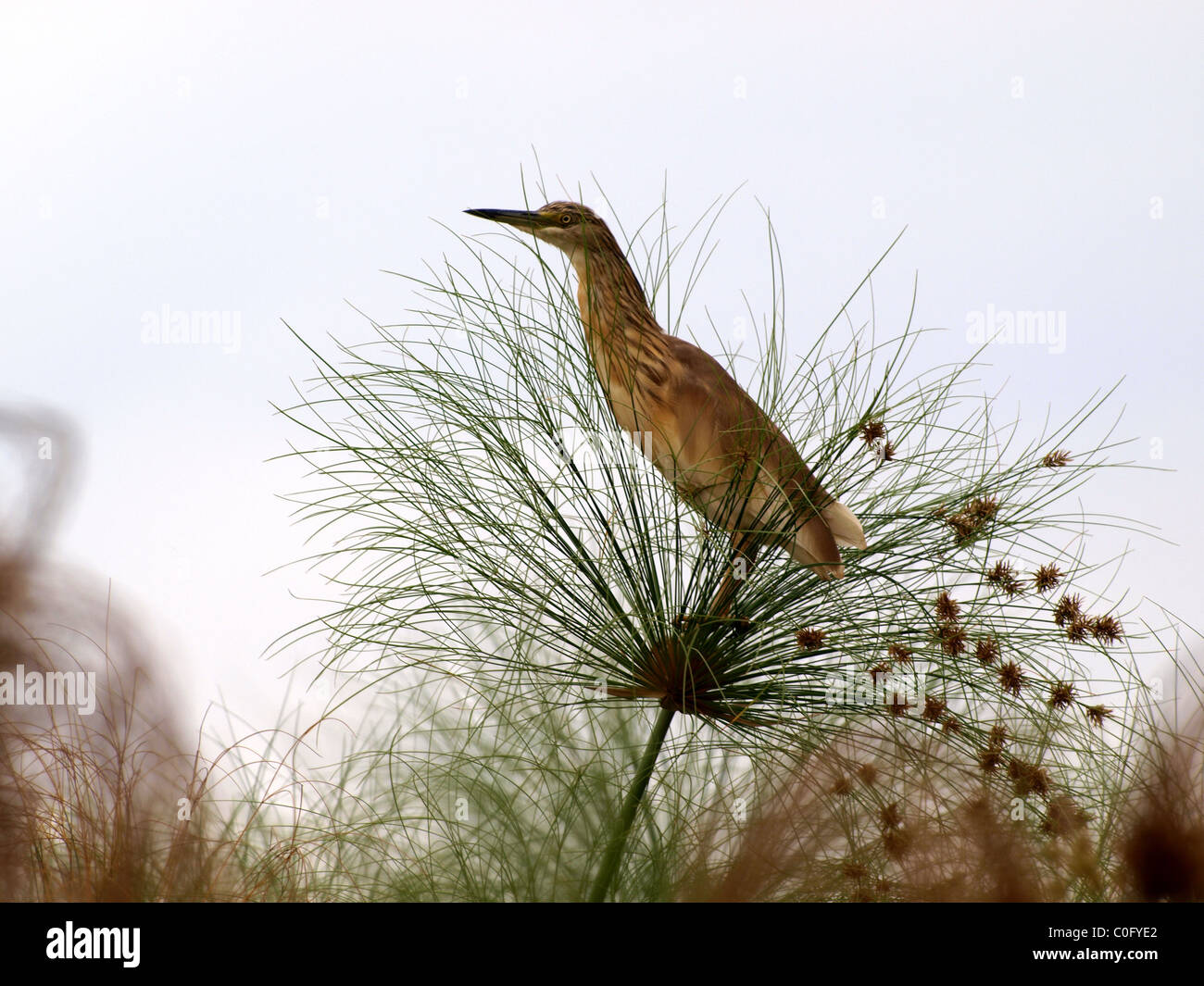 Squacco heron on top of a papyrus plant Stock Photo - Alamy