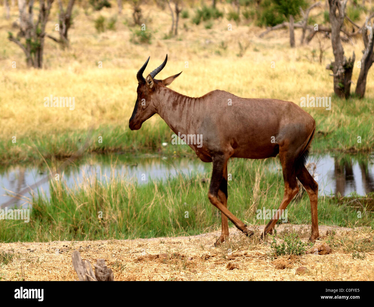 Tsessebe hi-res stock photography and images - Alamy