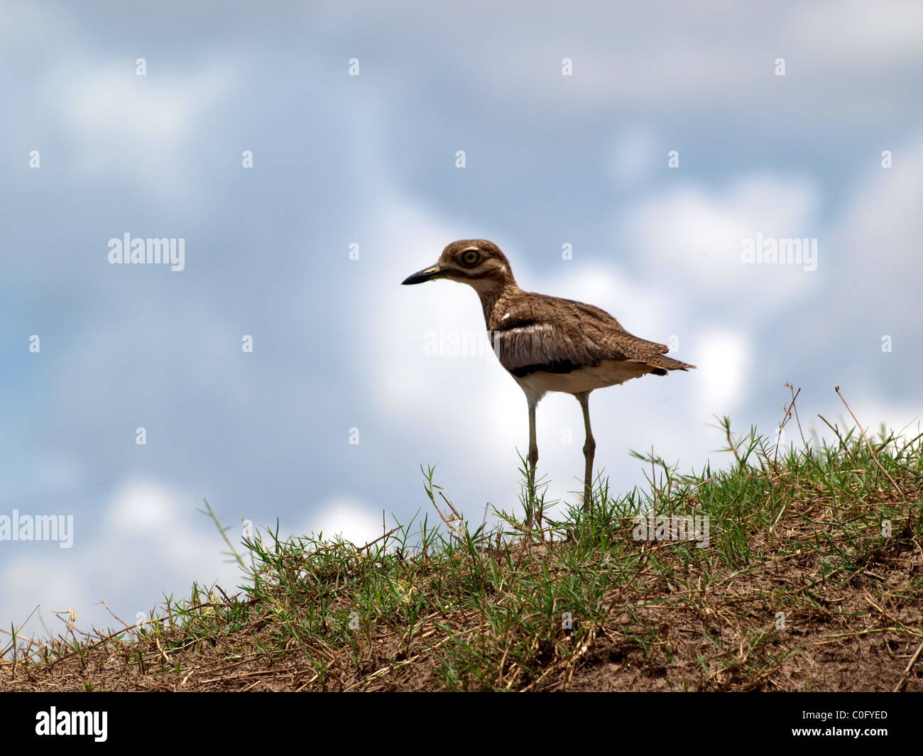 Dikkop hi-res stock photography and images - Alamy
