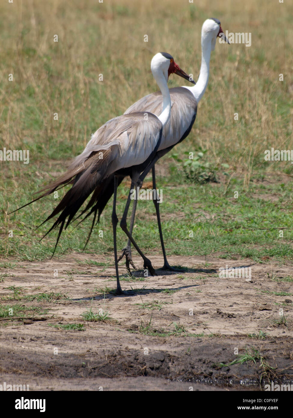 Wattled crane pair Stock Photo - Alamy