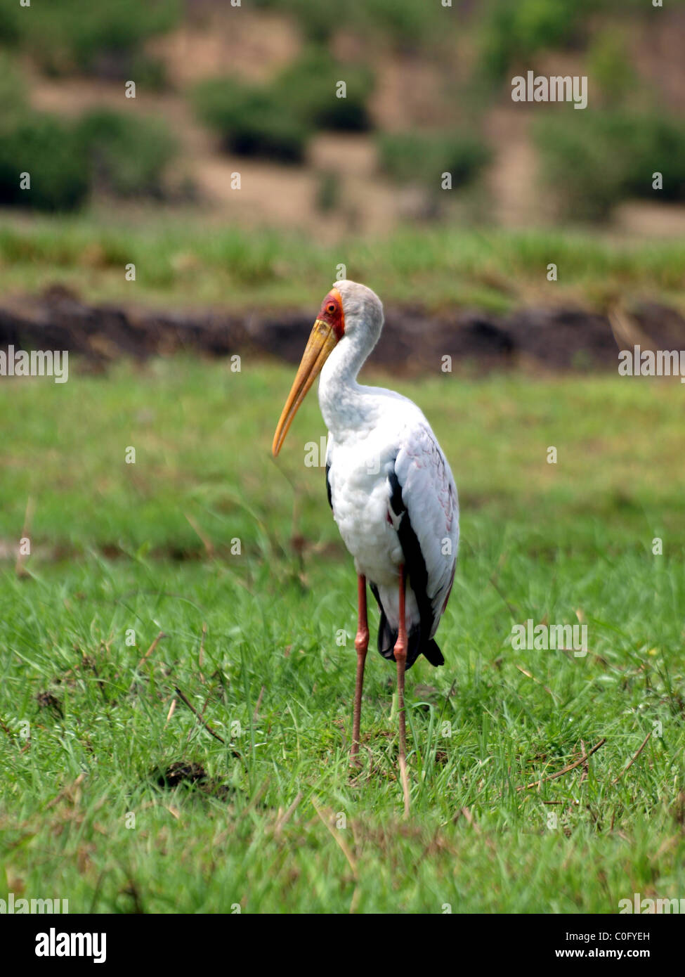 Stork stand hi-res stock photography and images - Alamy