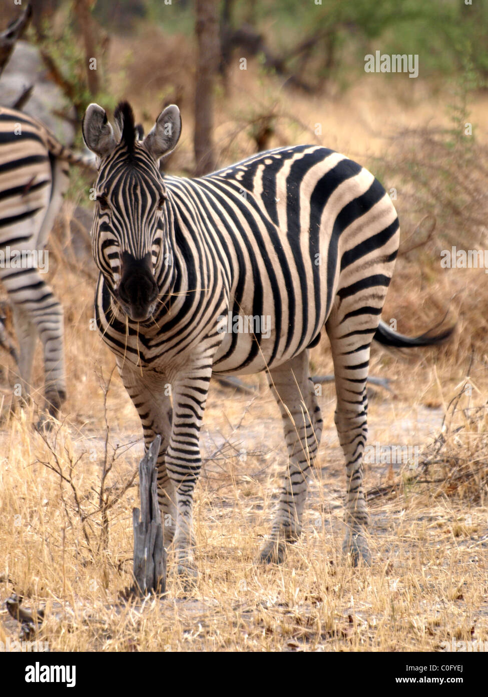 Zebra front looking Stock Photo - Alamy