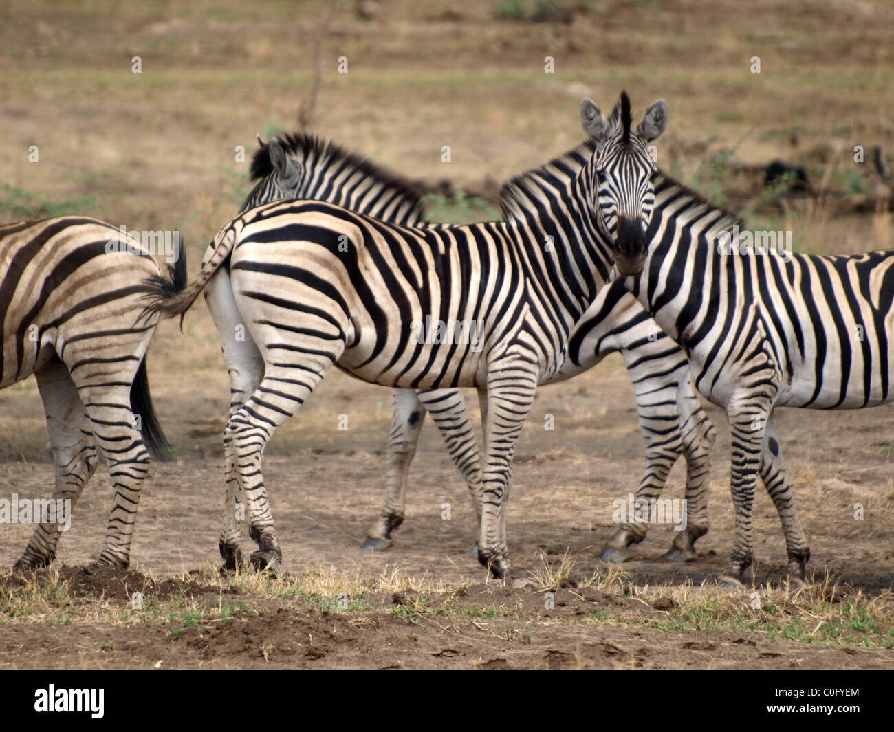 Zebra matching stripes Stock Photo - Alamy