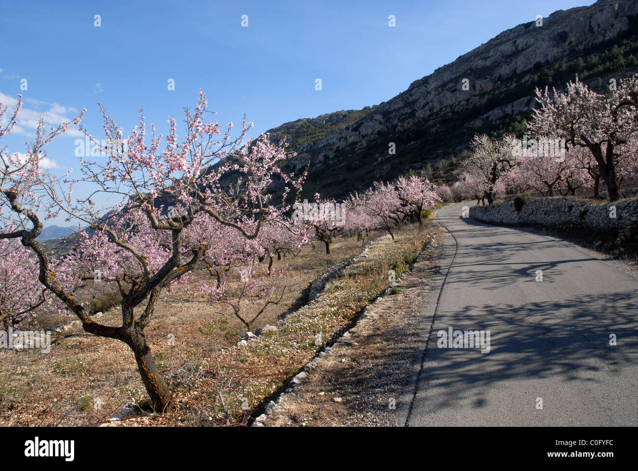 mountain road and almond trees with ridge of Cavall Verd, Benimaurell ...
