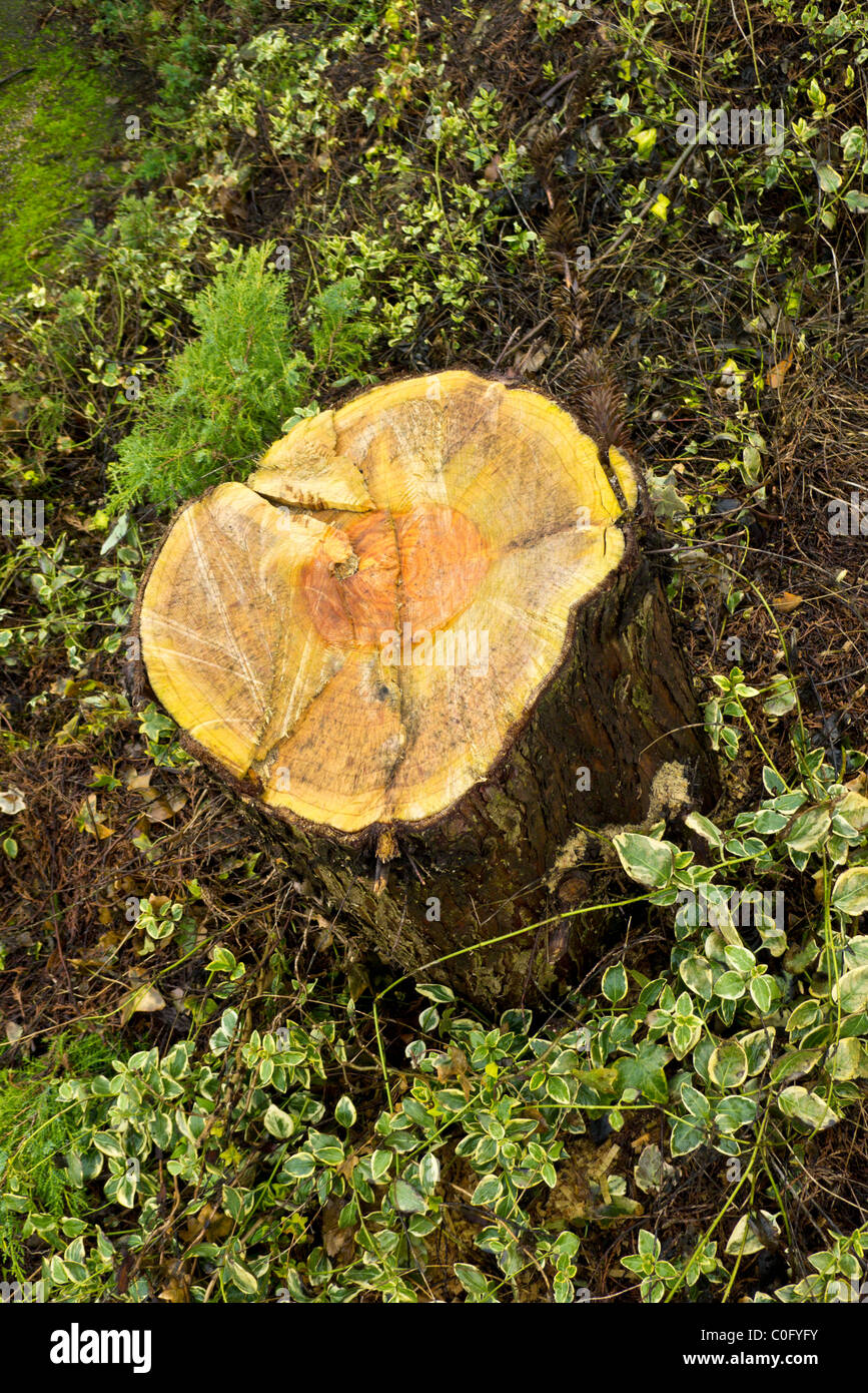 Tree stump hi-res stock photography and images - Alamy