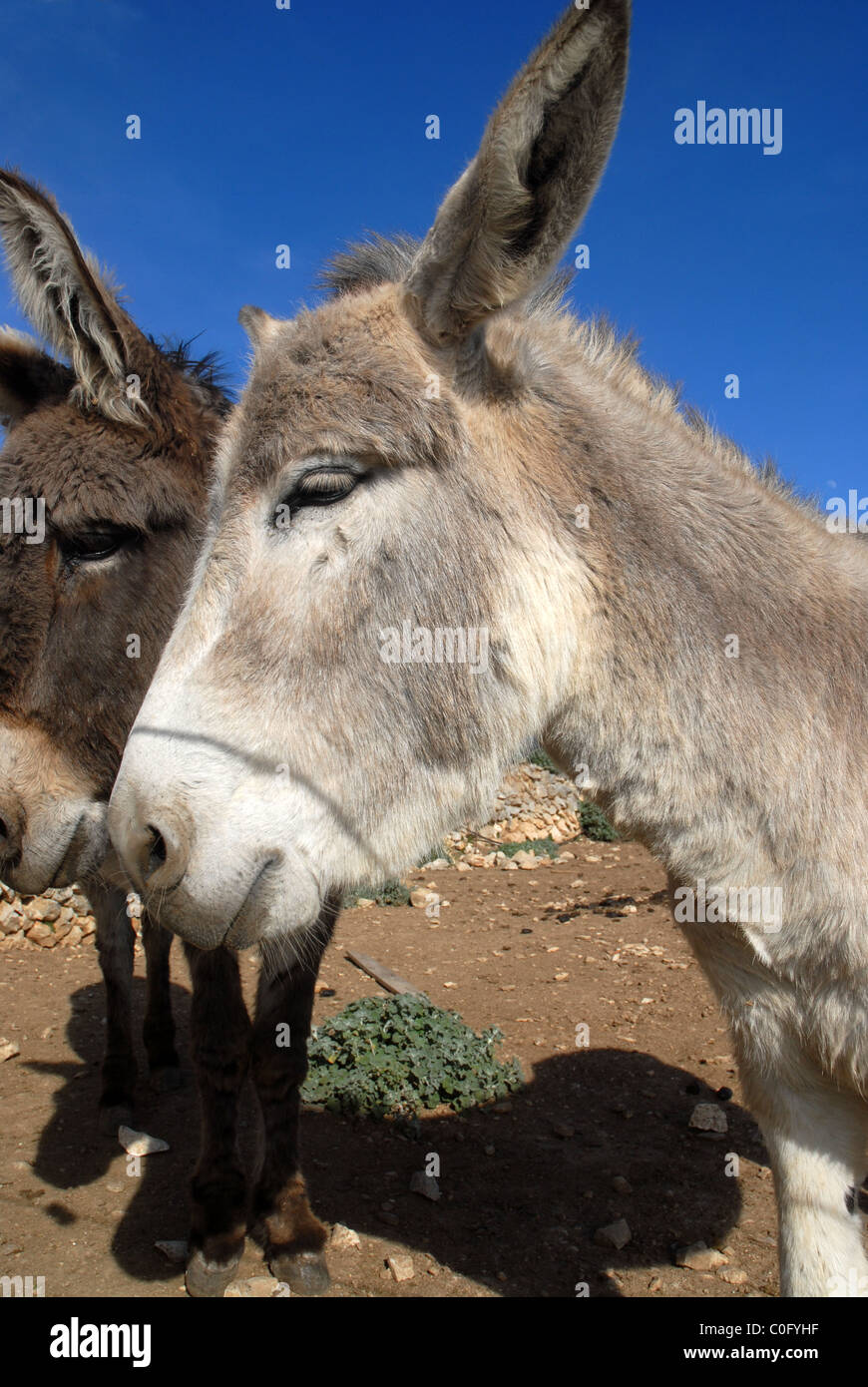 Spanish donkey hi-res stock photography and images - Alamy