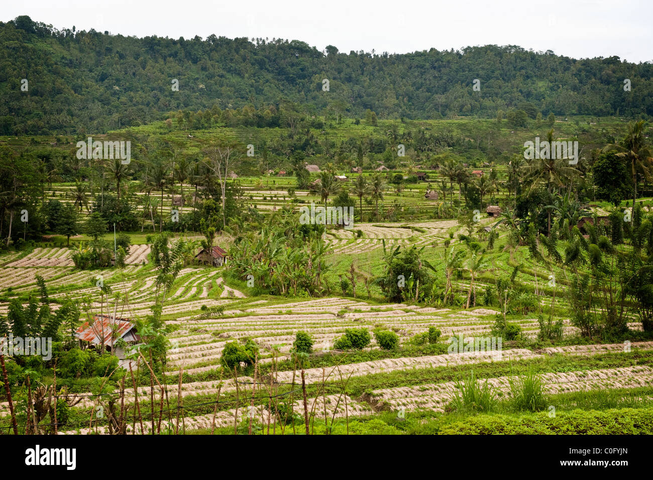 The Sideman Valley in Bali, Indonesia, has some of the most beautiful ...