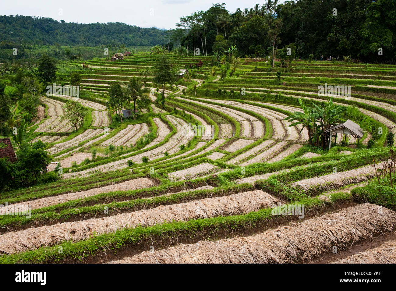 The Sideman Valley in Bali, Indonesia, has some of the most beautiful ...