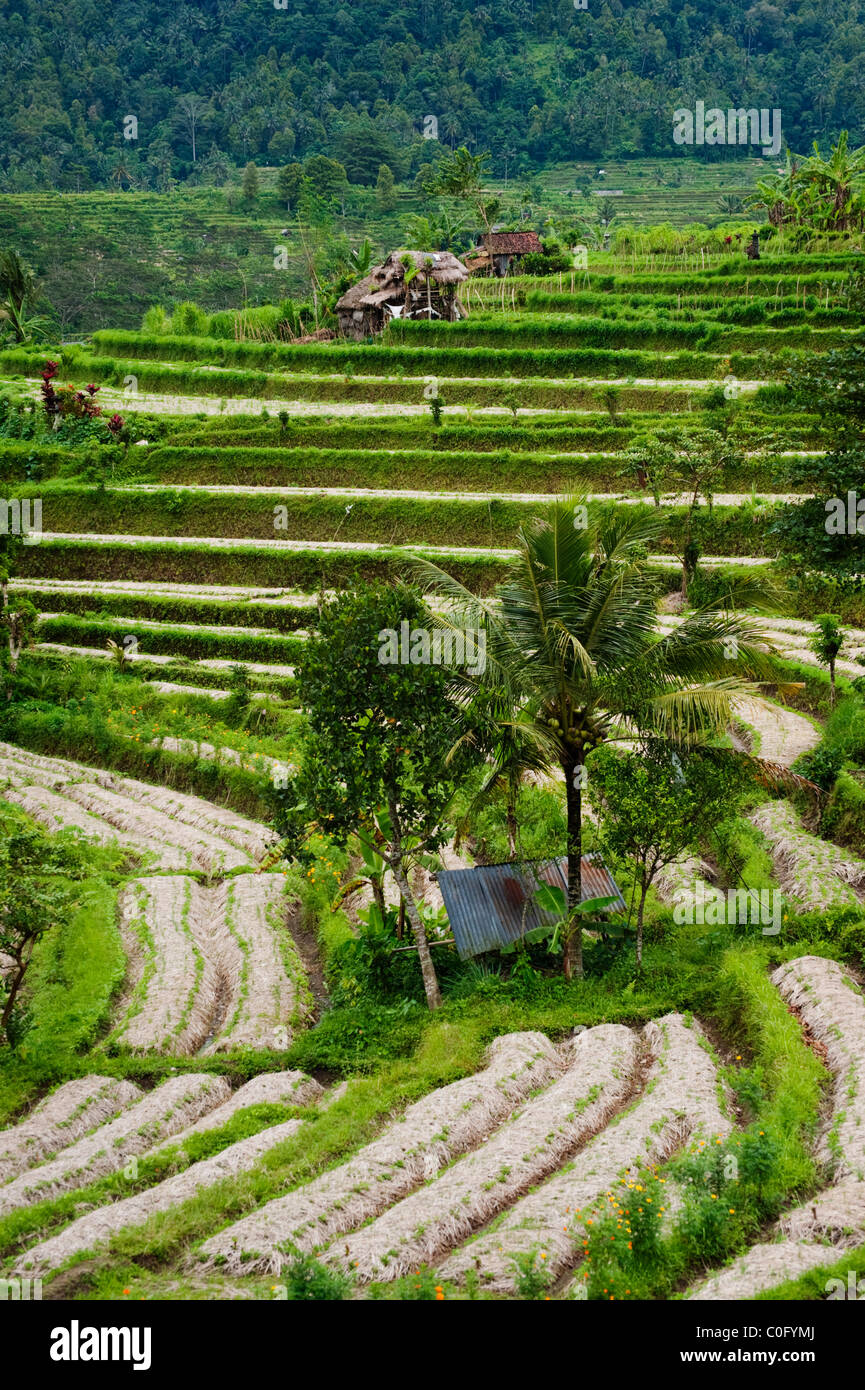 The Sideman Valley in Bali, Indonesia, has some of the most beautiful ...