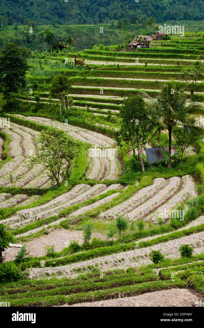 The Sideman Valley in Bali, Indonesia, has some of the most beautiful ...