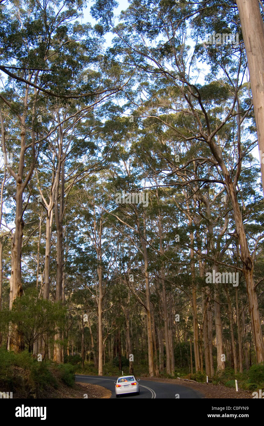 Karri forest hi-res stock photography and images - Alamy