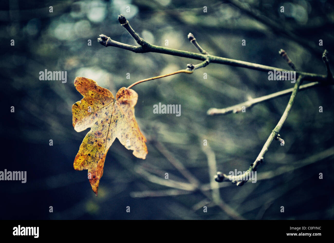 A lonely leaf Stock Photo - Alamy