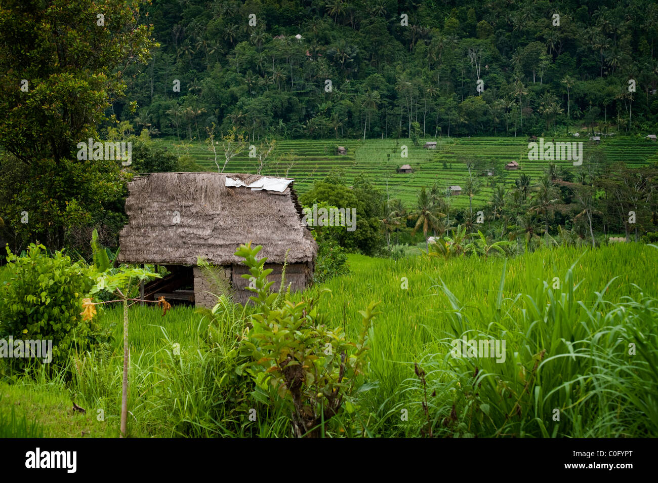 The Sideman Valley in Bali, Indonesia, has some of the most beautiful ...