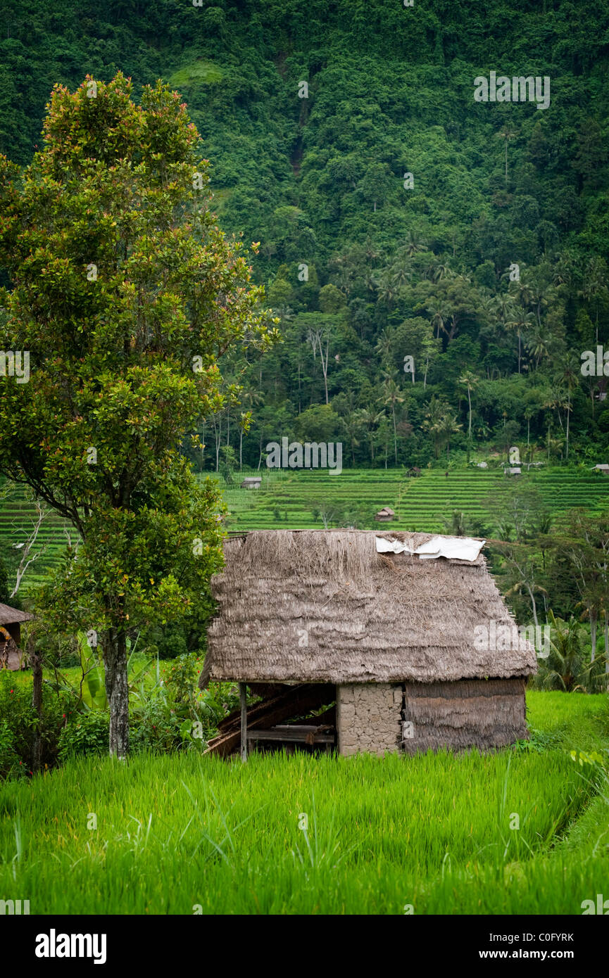 The Sideman Valley in Bali, Indonesia, has some of the most beautiful ...