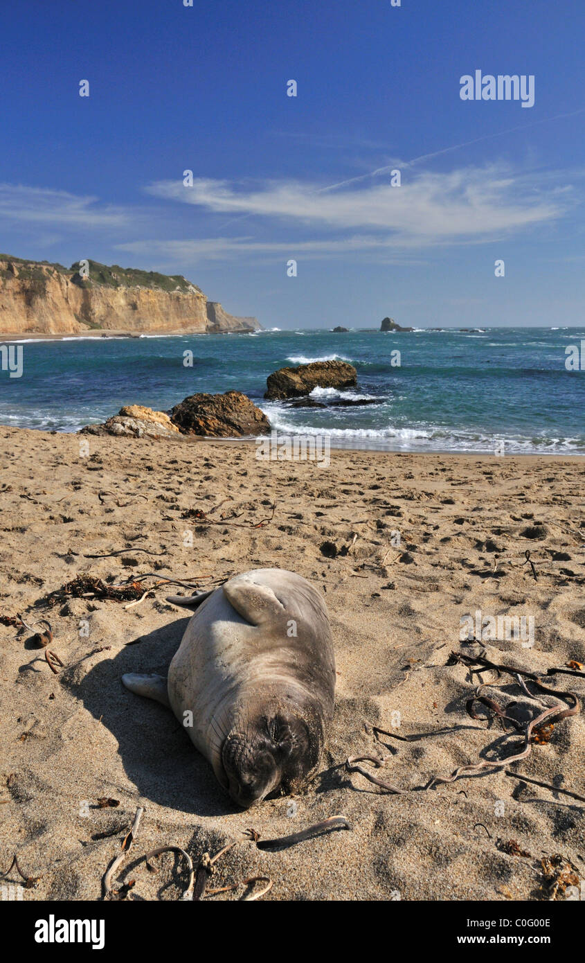 Beached seal near Greyhound Rock California, south of Half Moon Bay ...