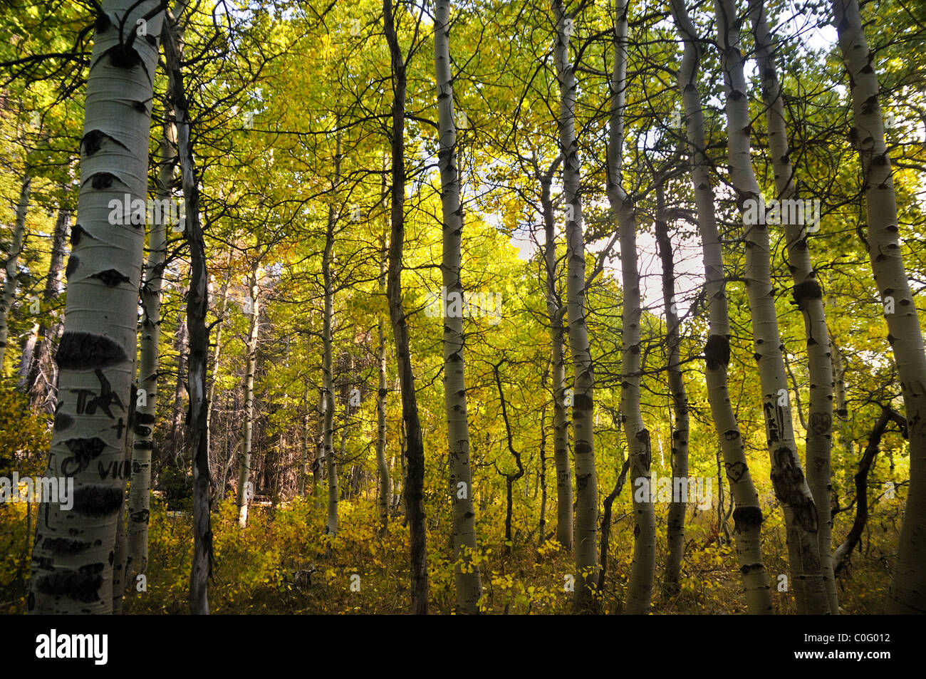 Aspen forest in early autumn Stock Photo - Alamy