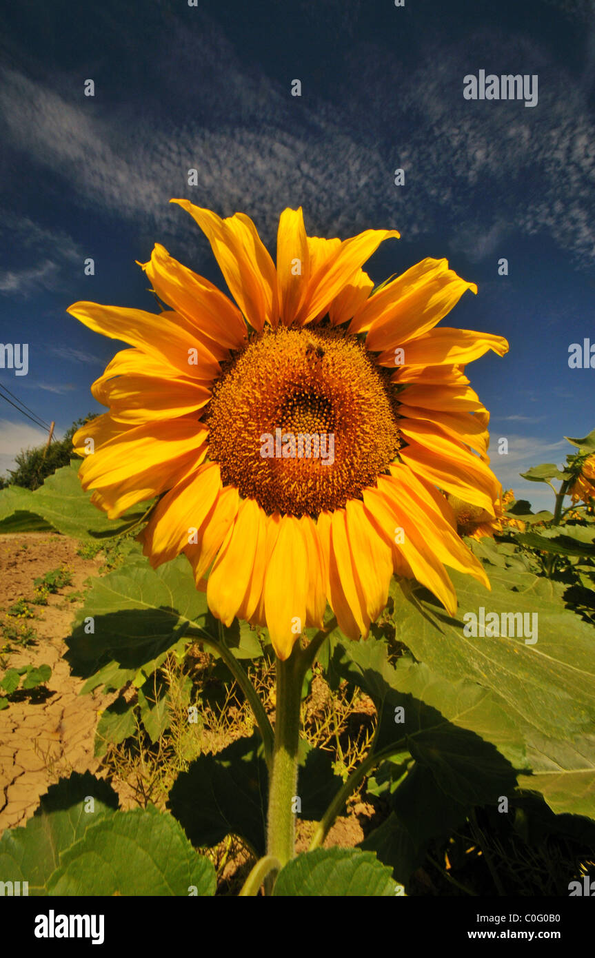 Sunflower Bee High Resolution Stock Photography and Images - Alamy