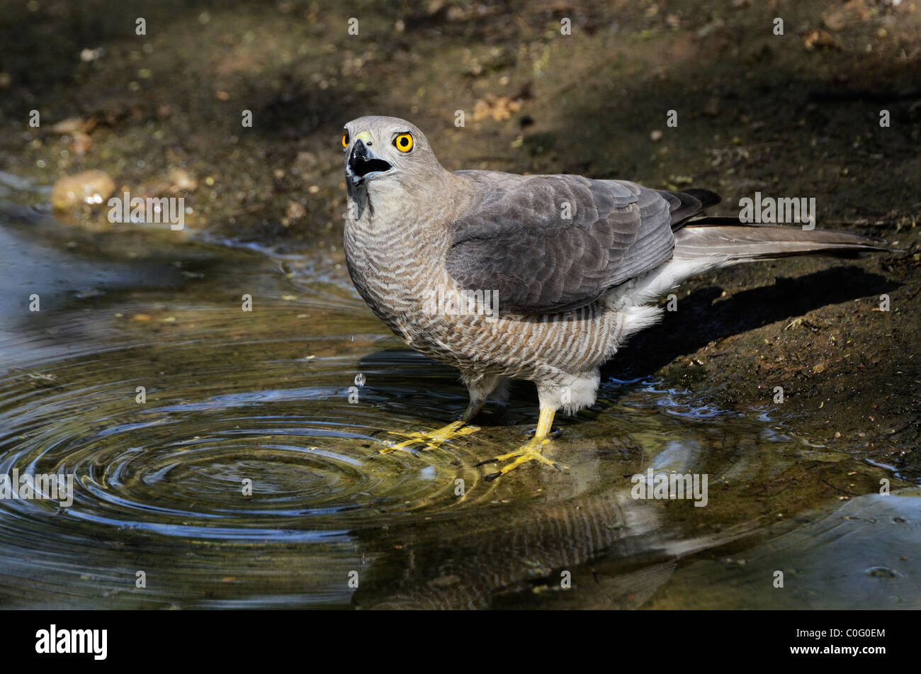 Shikra or Little Banded Goshawk (Accipiter badius) drinking water, in a ...