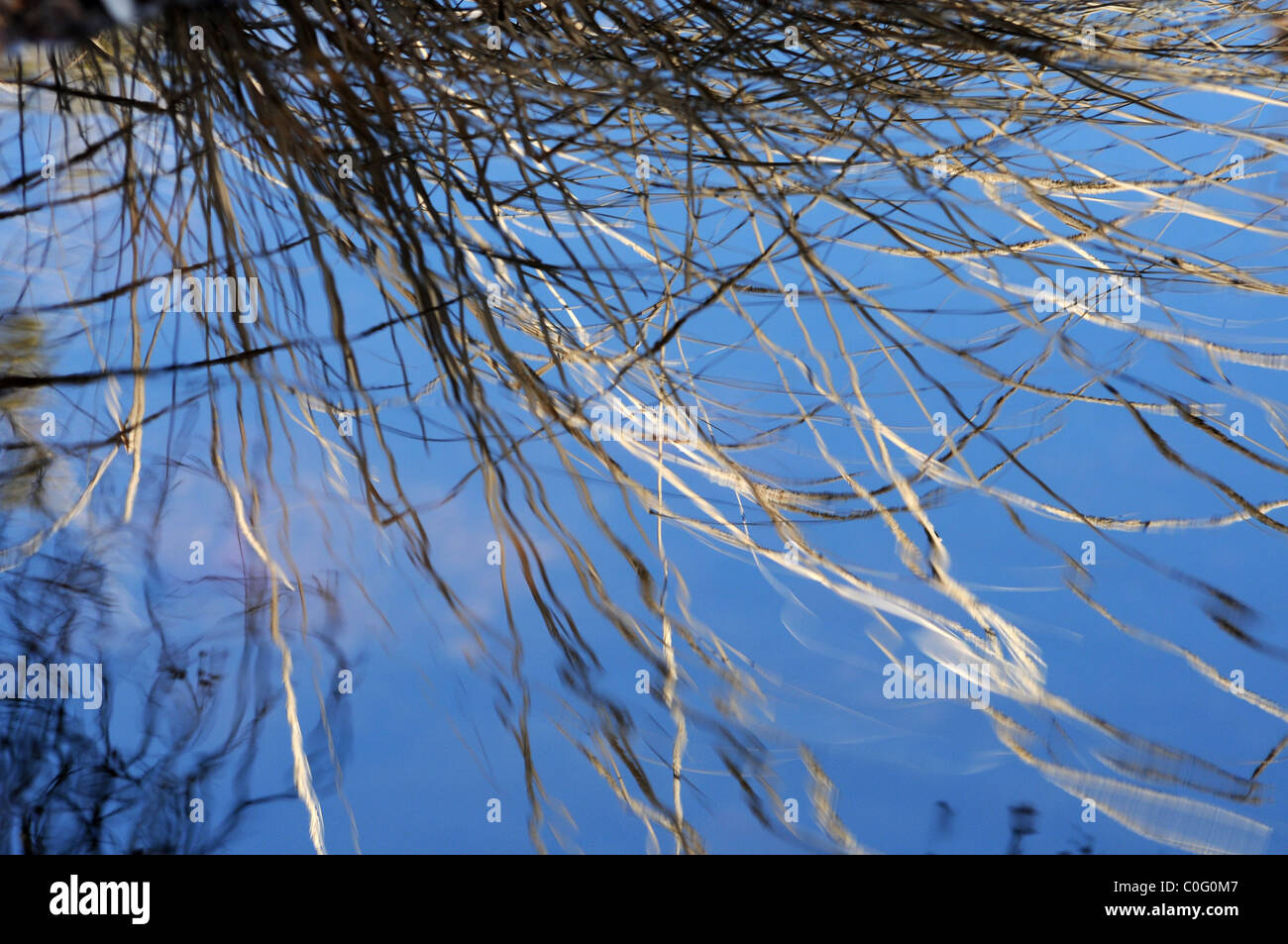 Native grasses reflect in Gardner Canyon Creek, Santa Rita Mountains ...