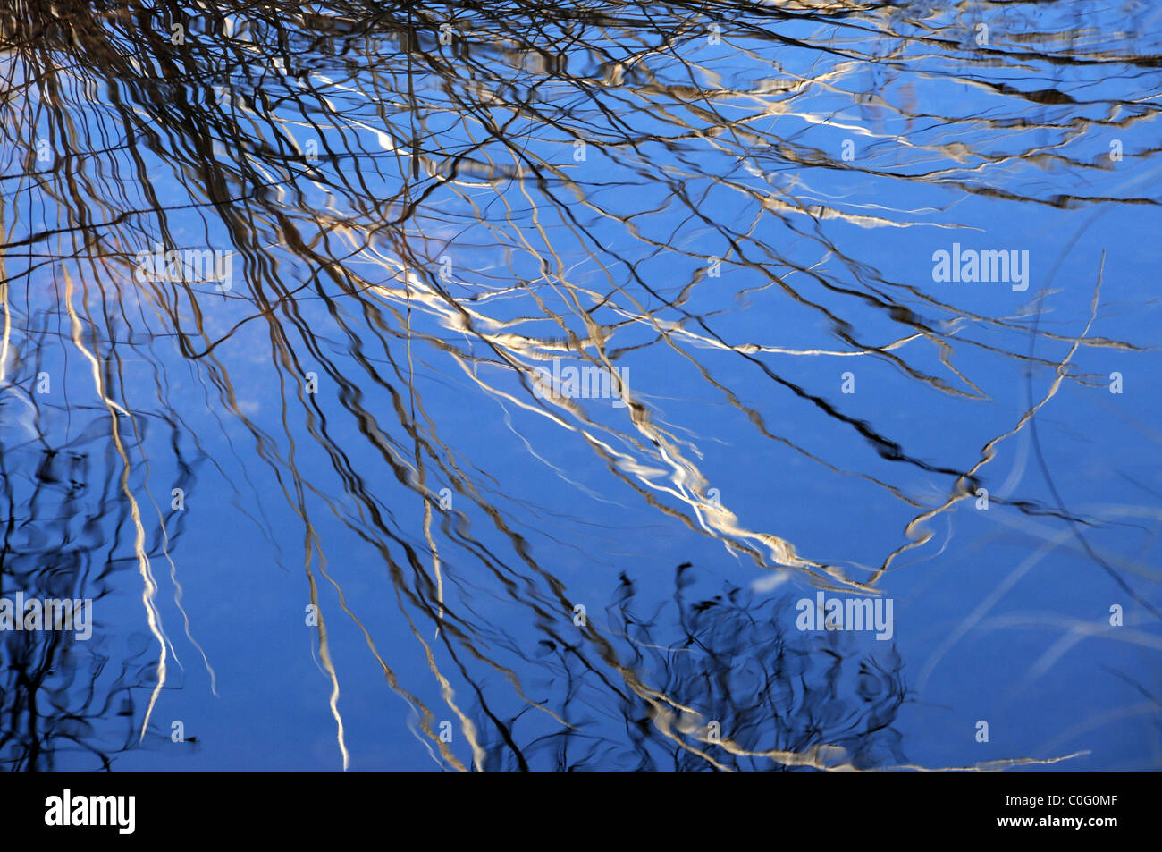 Native grasses reflect in Gardner Canyon Creek, Santa Rita Mountains ...