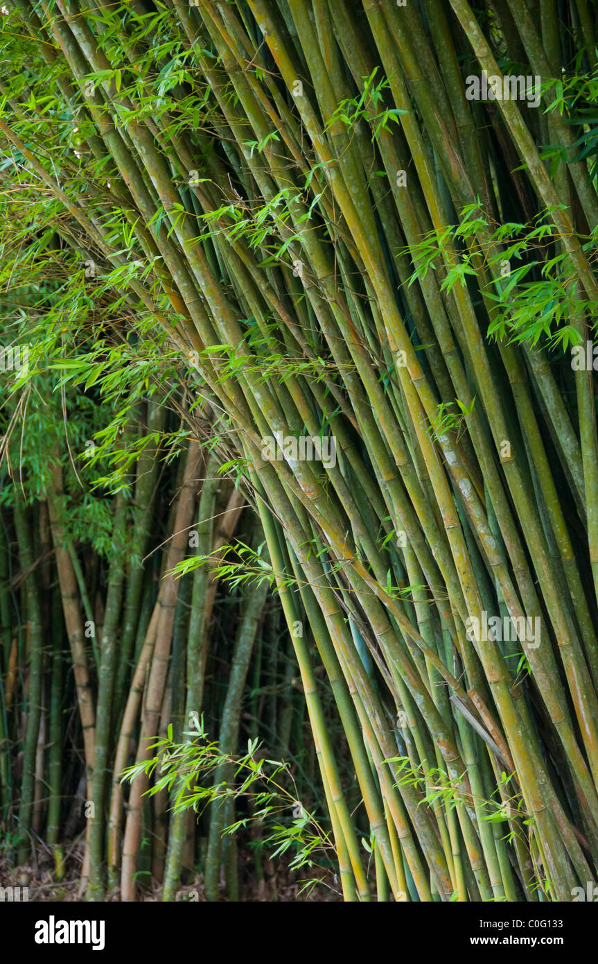 Bamboo In Costa Rica