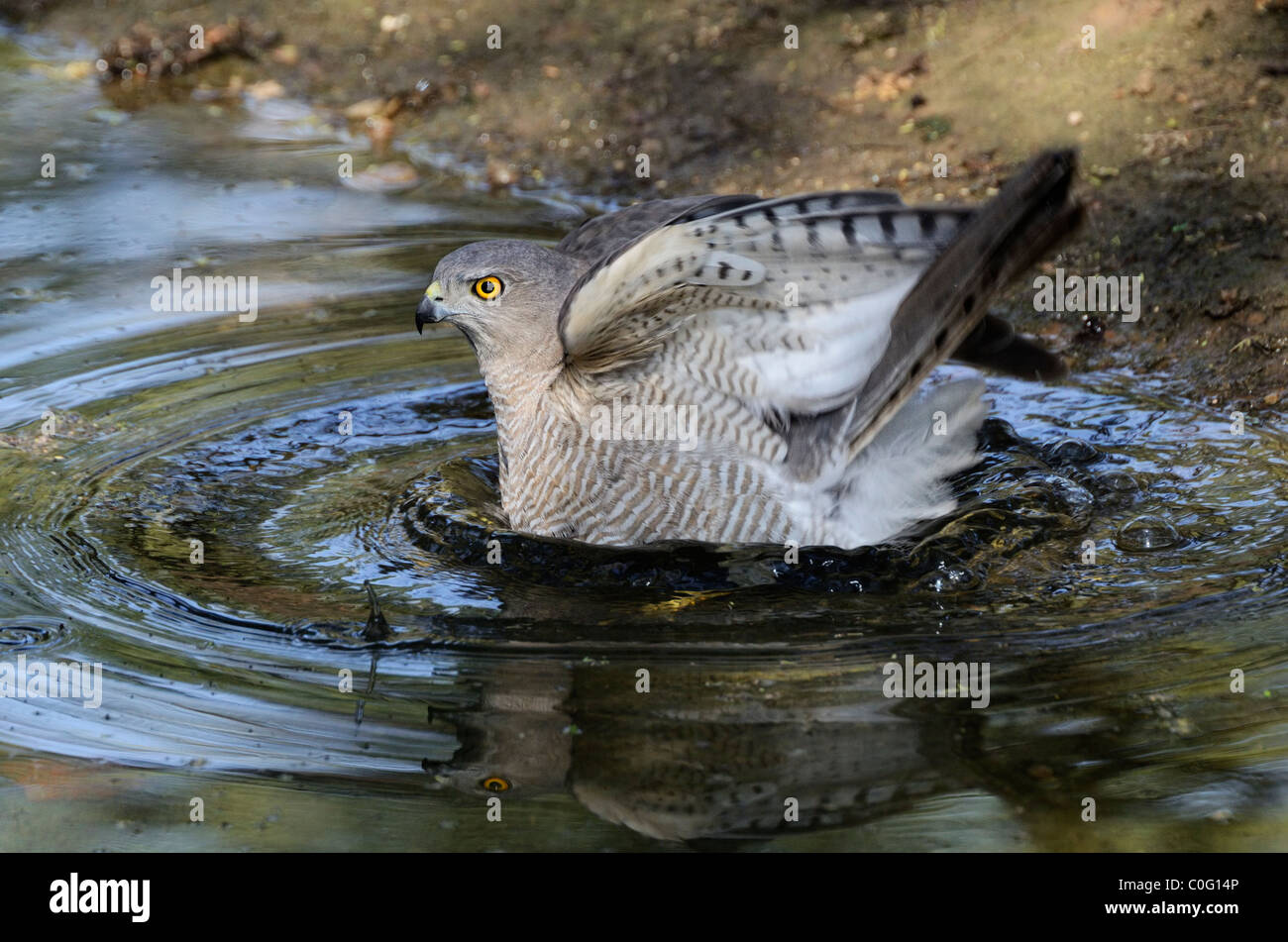 Banded Goshawk High Resolution Stock Photography and Images - Alamy